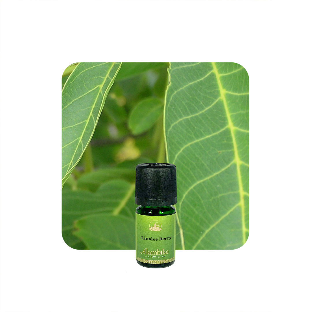 Alambika 墨西哥沉香精油 Linaloe Berry Essential Oil – Eros Verde