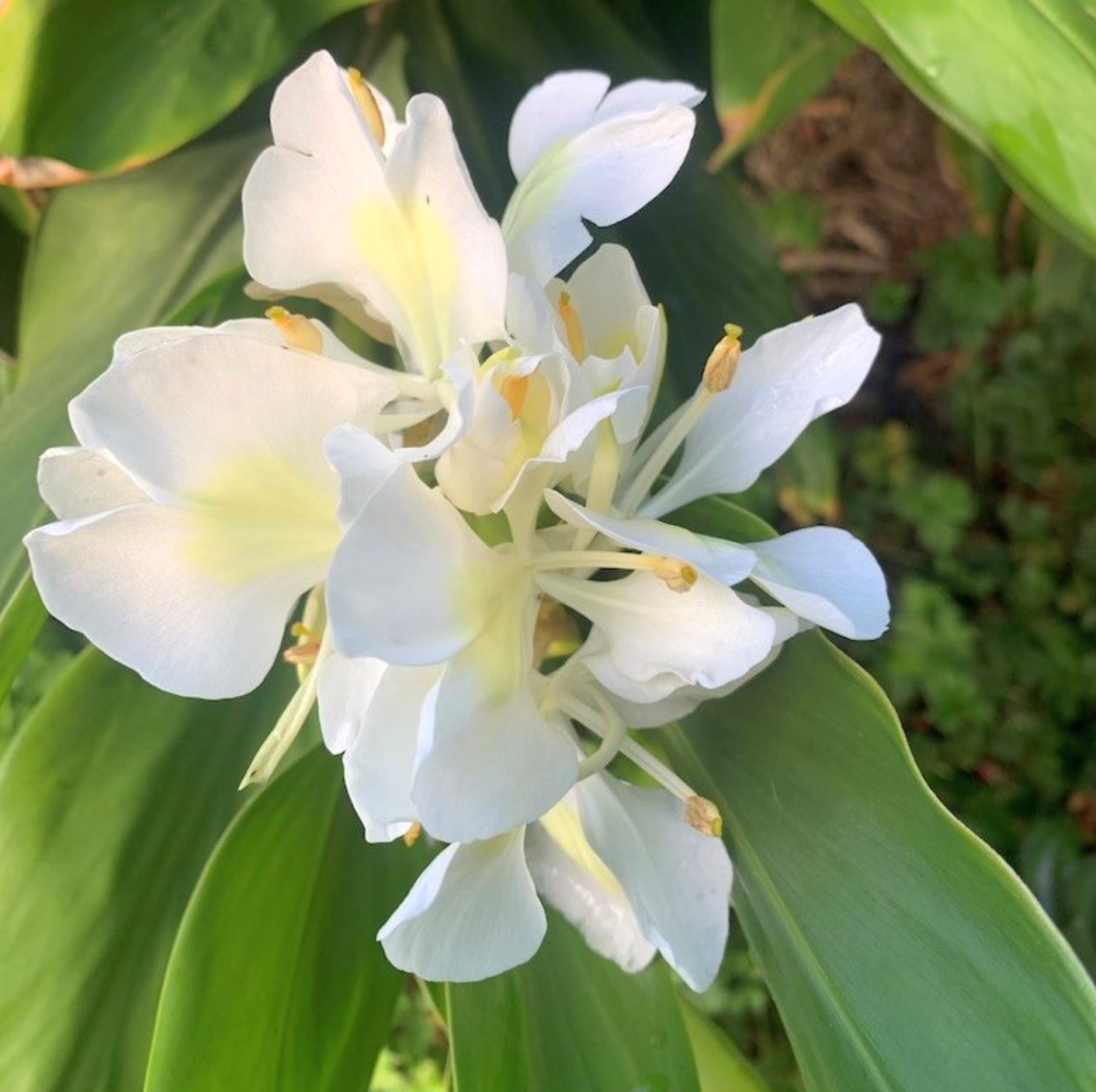 Alambika Ginger Organic Essential Oil – Eros Verde
