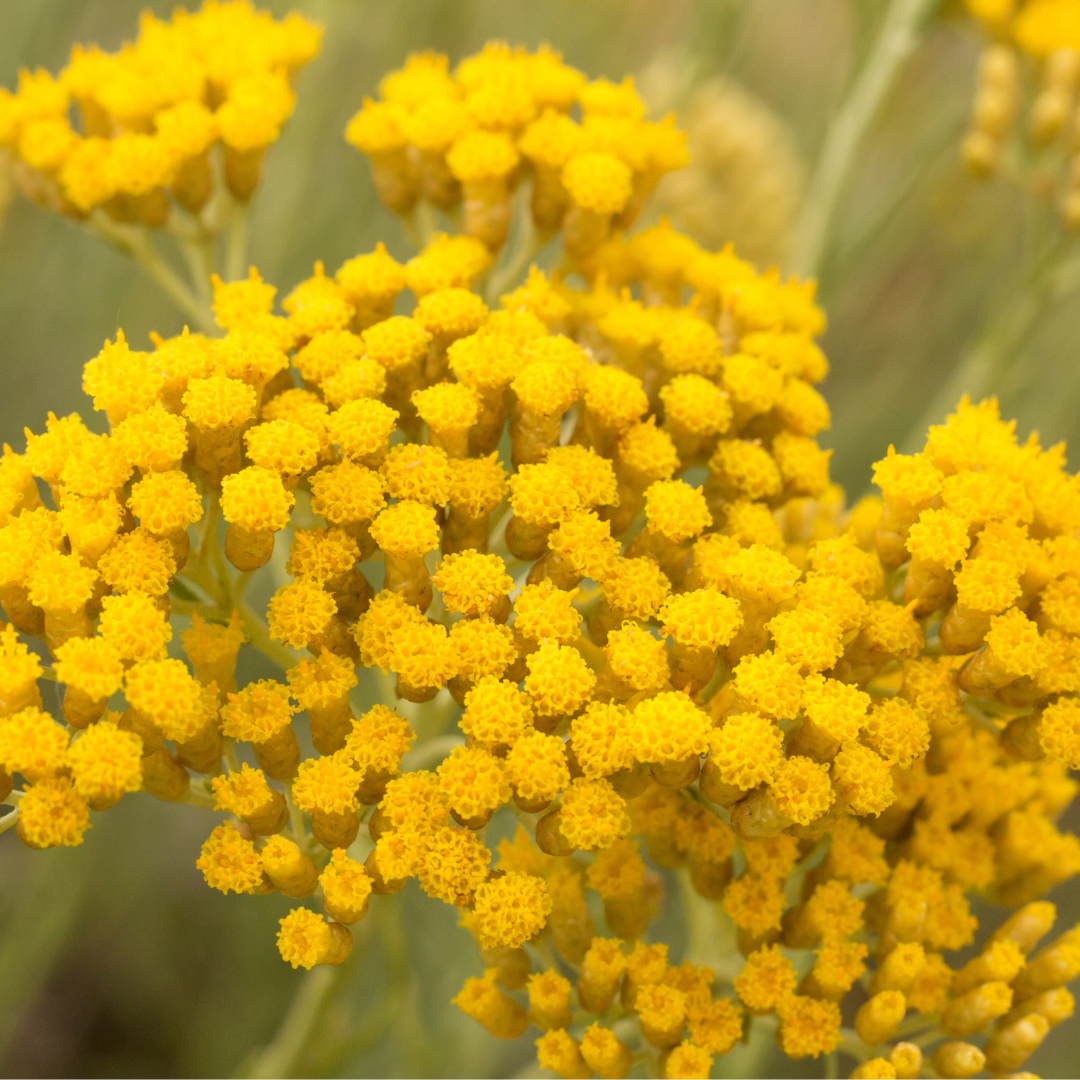 Alambika 5.4% 有機永久花浸泡油 Helichrysum Infused Oil Organic – Eros Verde
