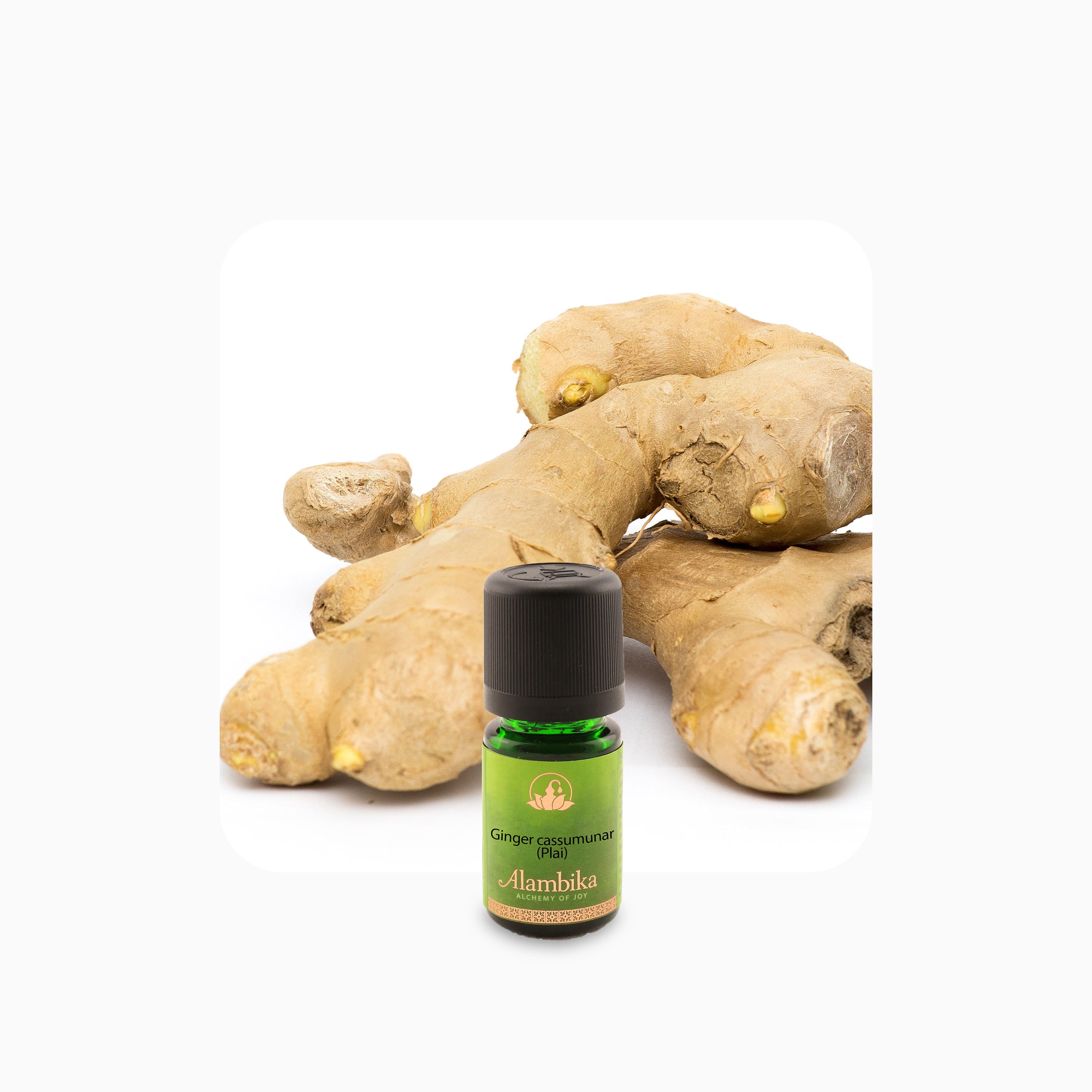 Alambika 泰國薑蔘精油 Ginger Cassumunar (Plai) Essential oil – Eros Verde