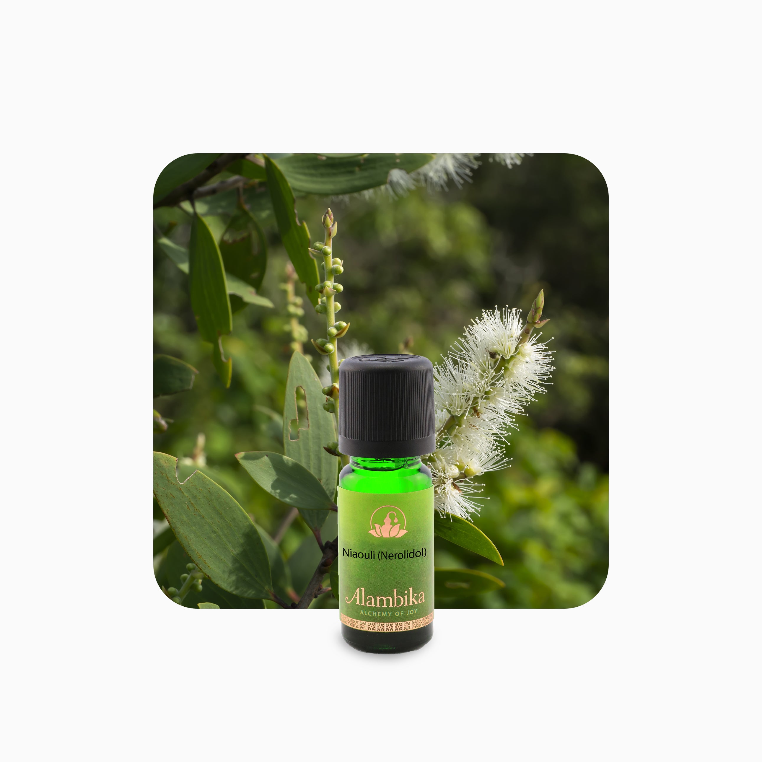 Alambika 野生橙花叔醇綠花百千層精油 Niaouli Nerolidol Wild Essential Oil – Eros Verde
