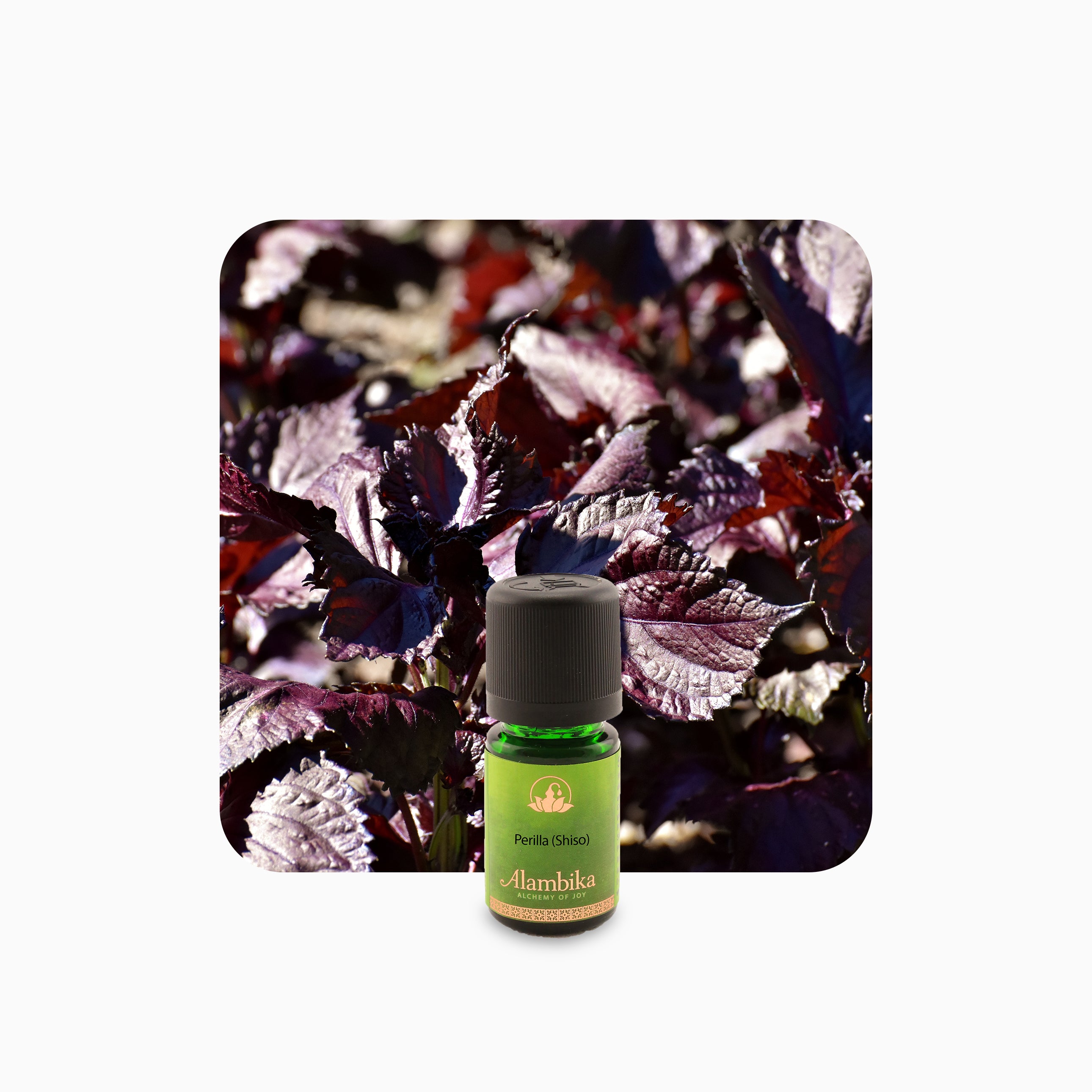 Alambika Perilla (Shiso) Essential Oil – Eros Verde